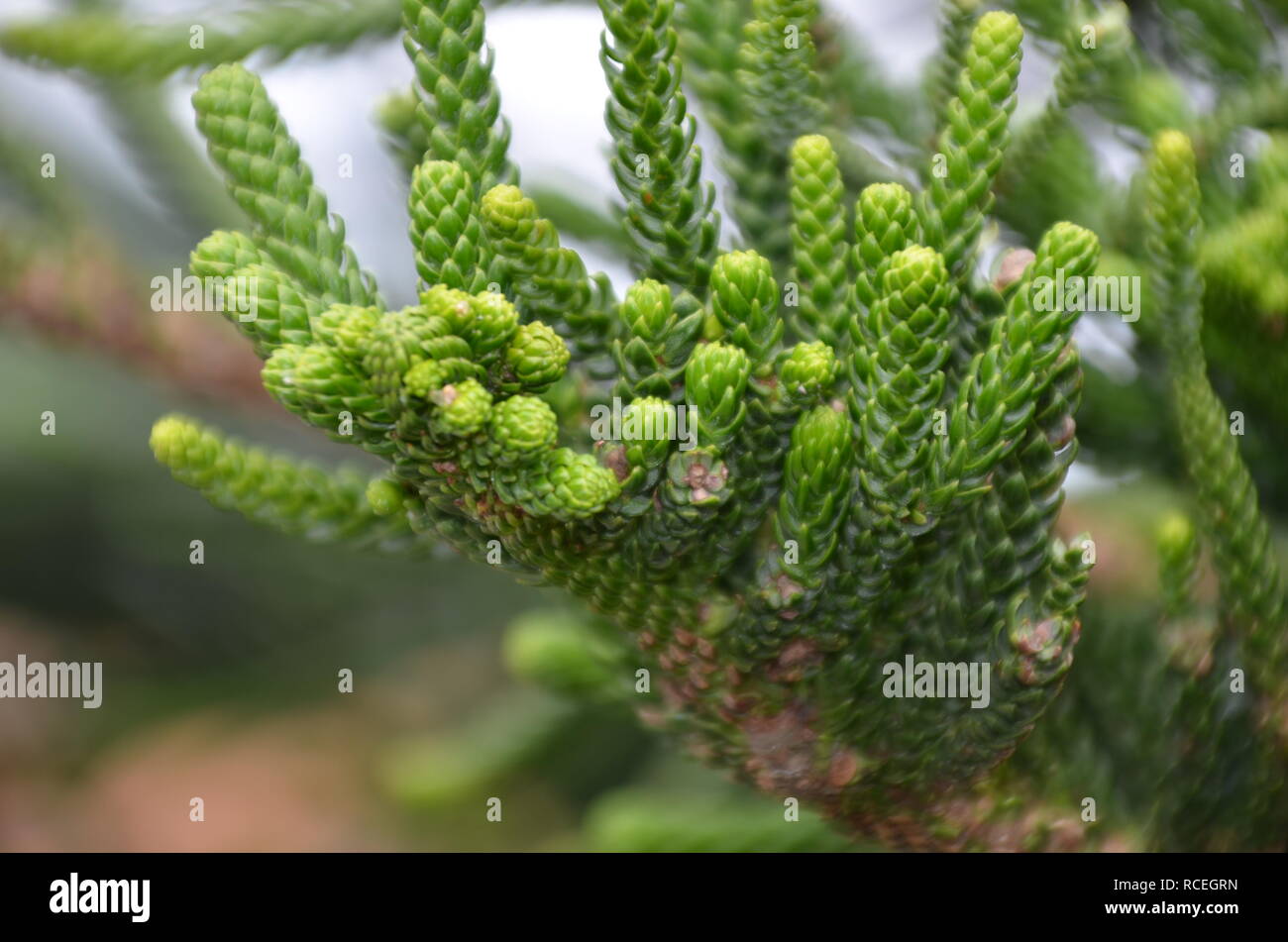 Green garden with ancient buildings and structures hi-res stock ...