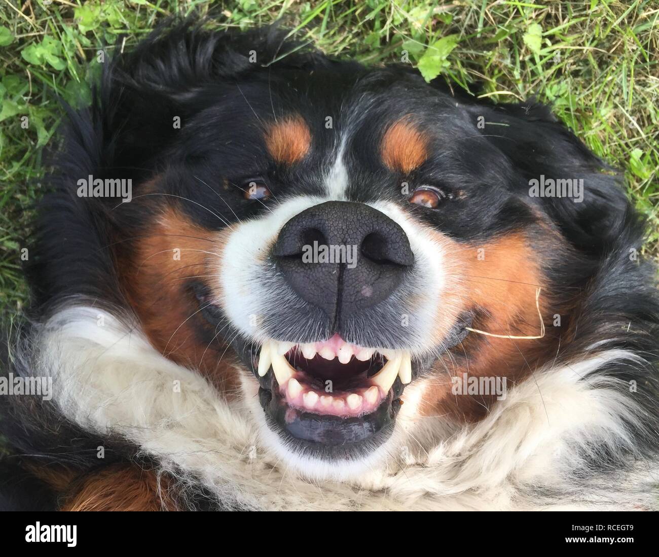 Big goofy teeth hi-res stock photography and images - Alamy