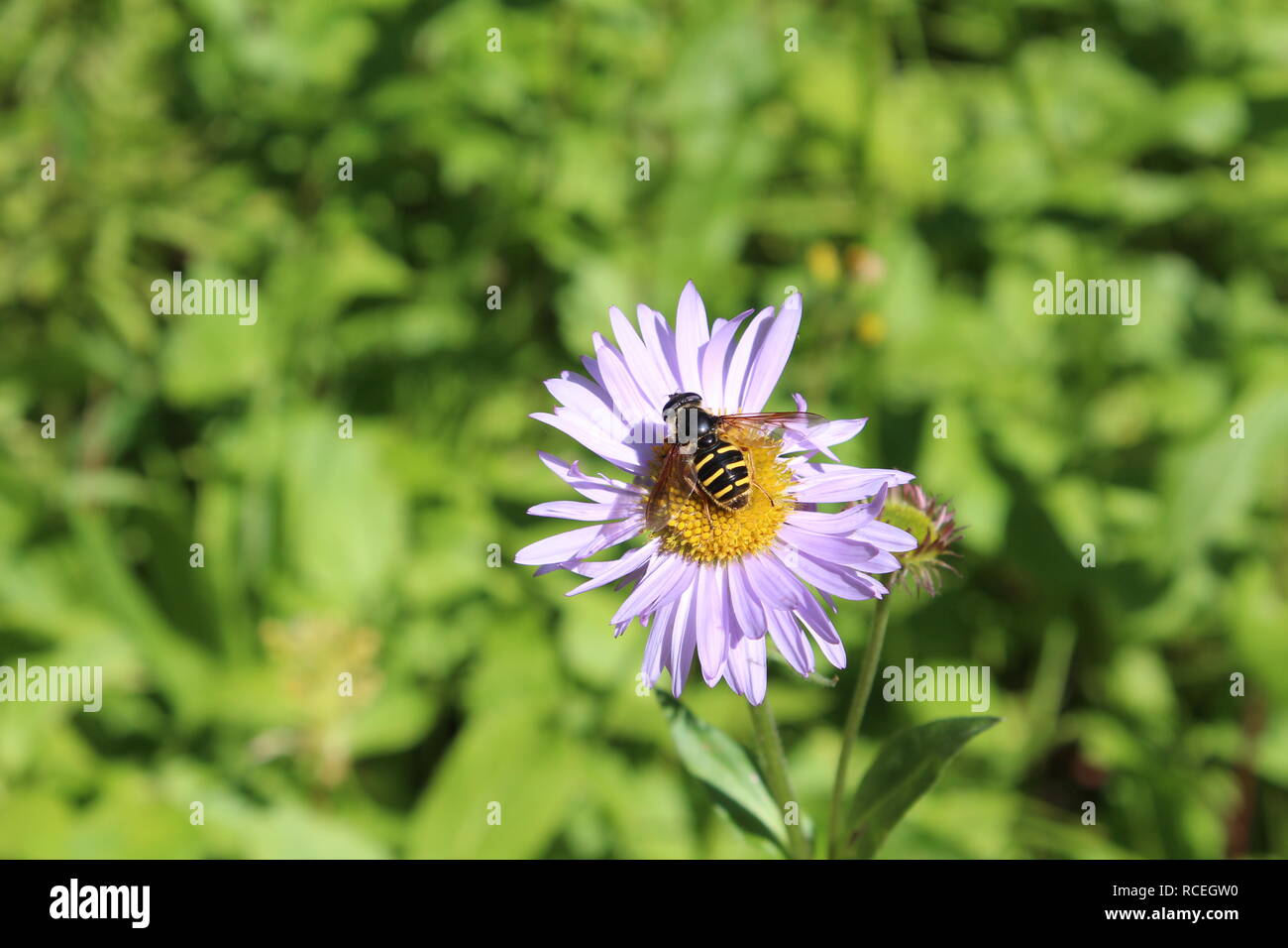 Summer flying insects hi-res stock photography and images - Alamy