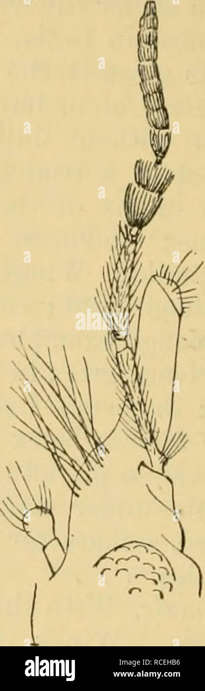 . Diptera Nematocera (excluding Chironomidæ and Culicidæ). Diptera. Fig ...