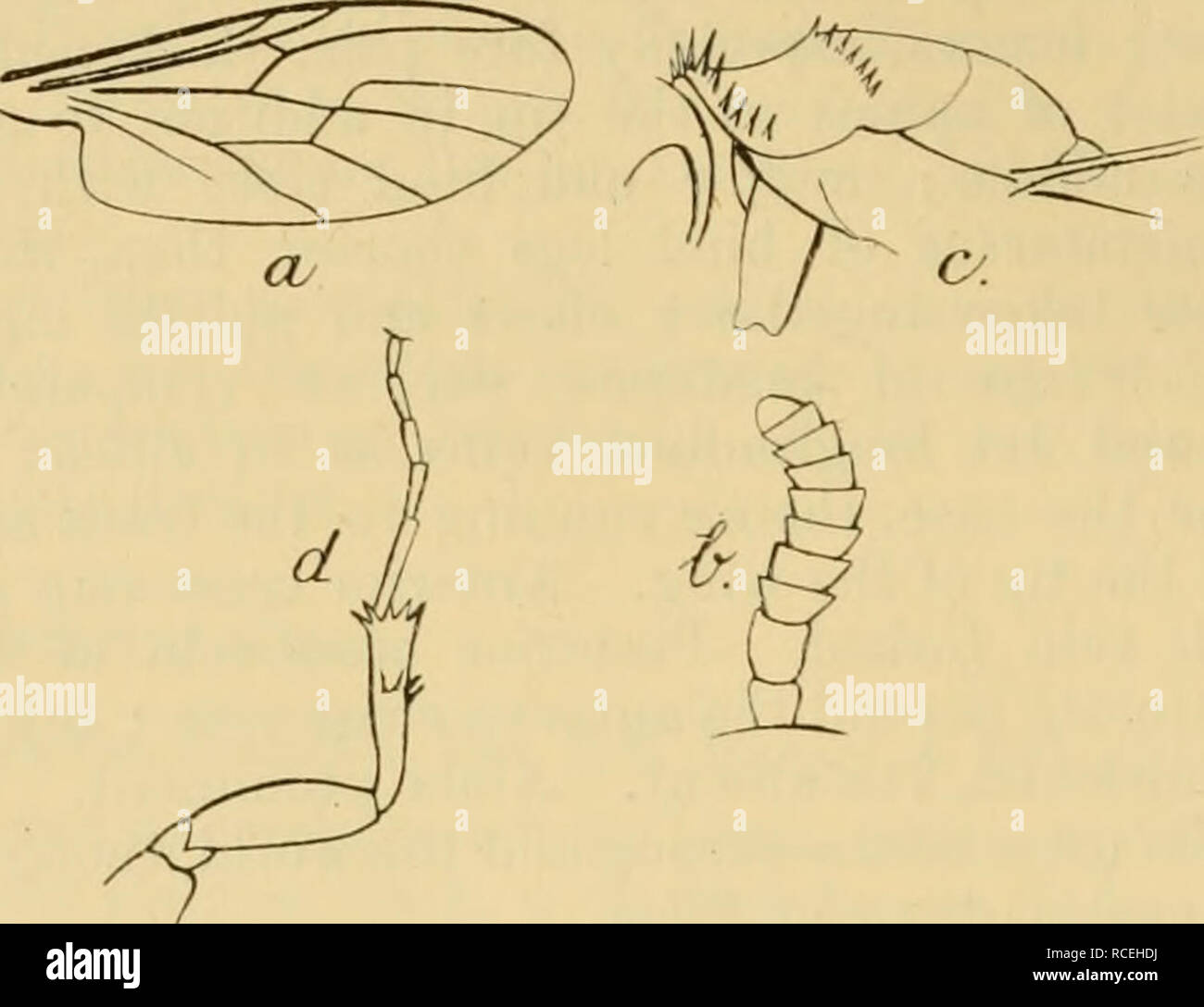 Lobg hi-res stock photography and images - Alamy