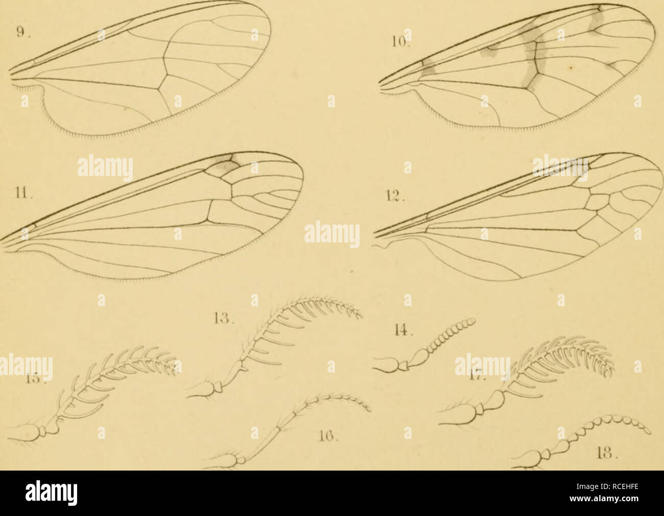 . Diptera neerlandica, de tweevleugelige insecten van Nederland ...