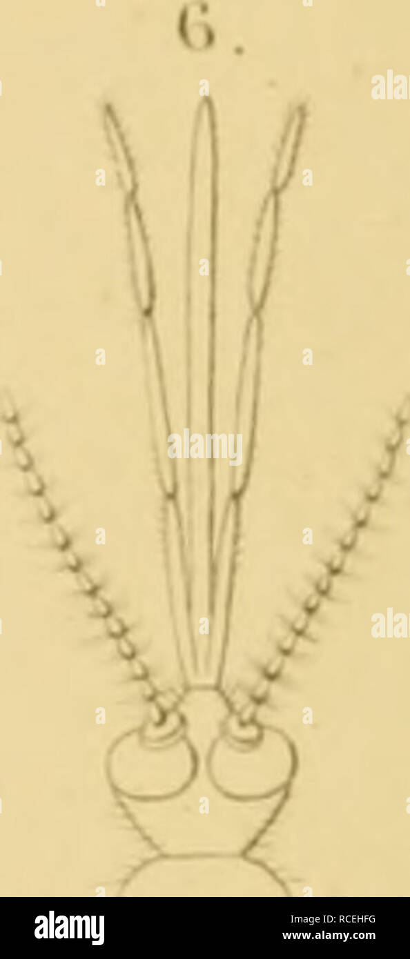 . Diptera neerlandica, de tweevleugelige insecten van Nederland ...
