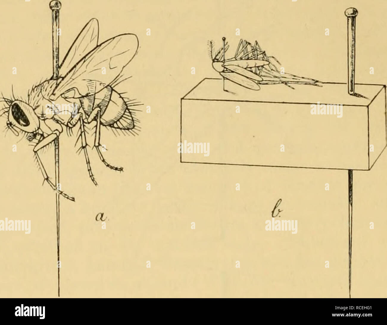 . Diptera Nematocera (excluding Chironomidæ and Culicidæ). Diptera. 32 ...
