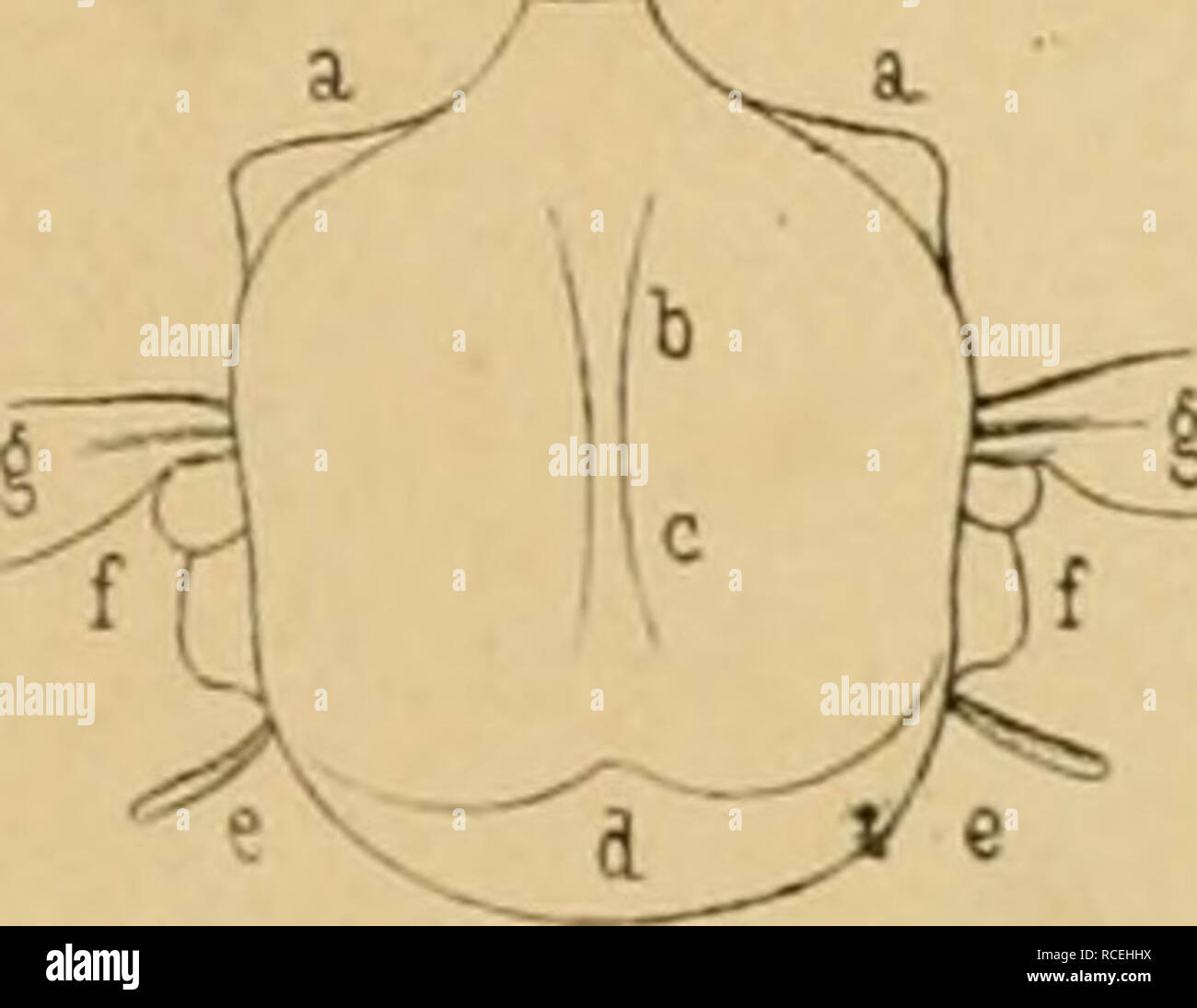 Lefze hi-res stock photography and images - Alamy