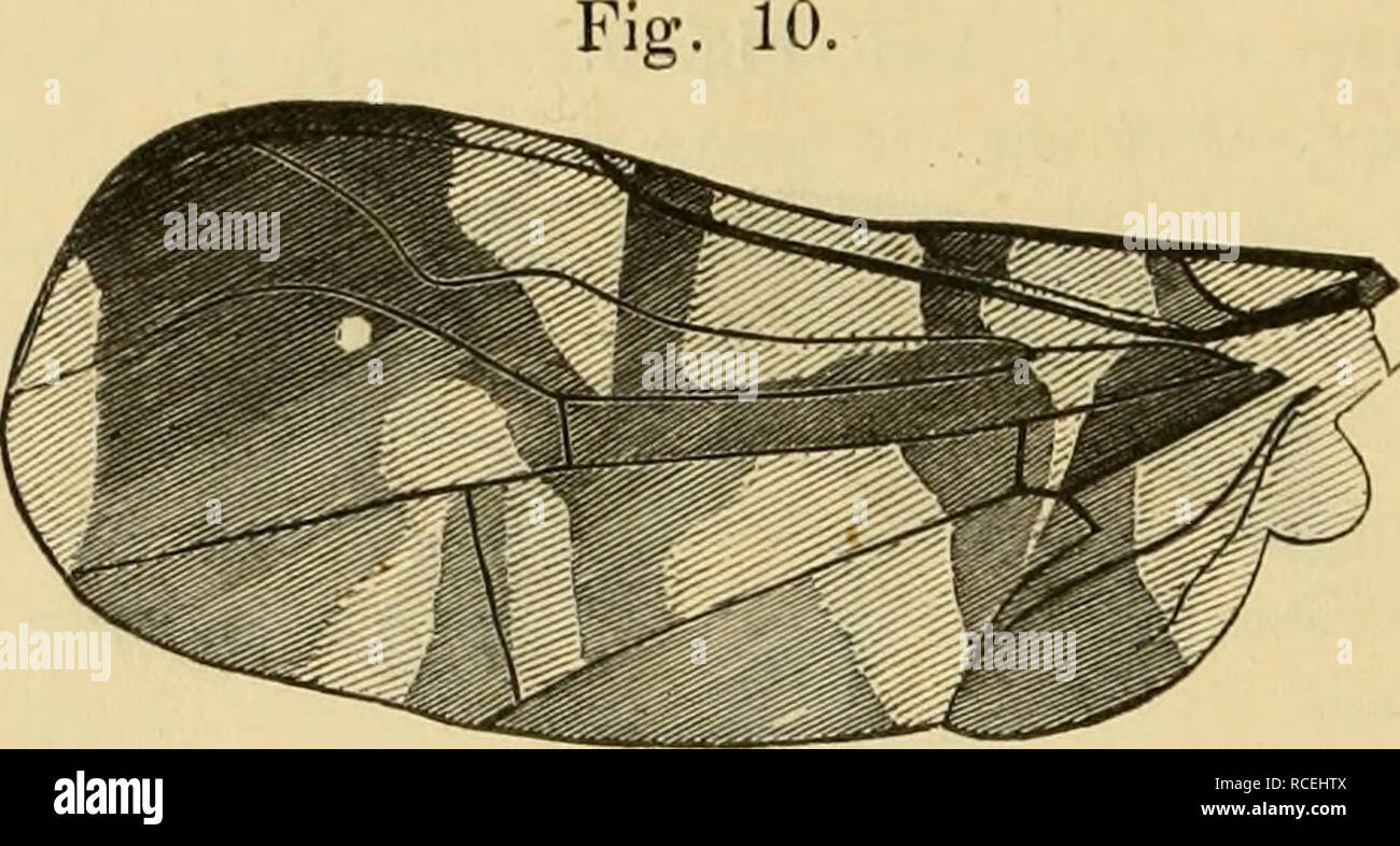 . Diptera from the Philippine Islands. Diptera -- Phillipine Islands ...