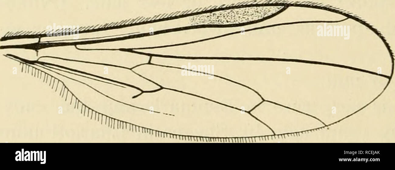 Sphenoptera hi-res stock photography and images - Alamy