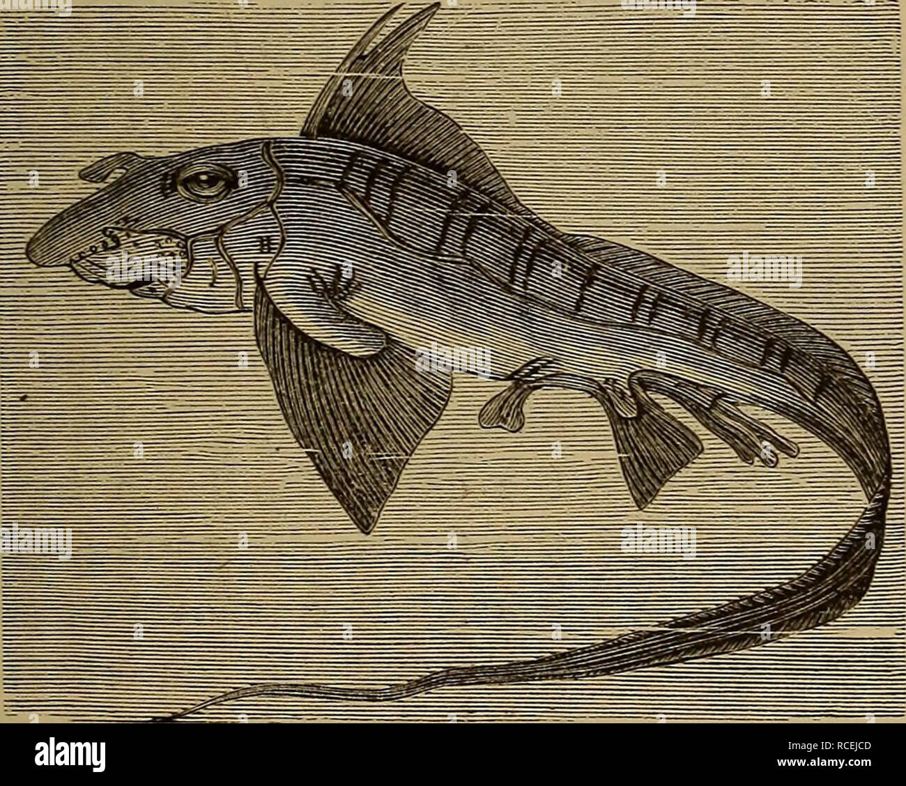 Male chimaera hi-res stock photography and images - Alamy