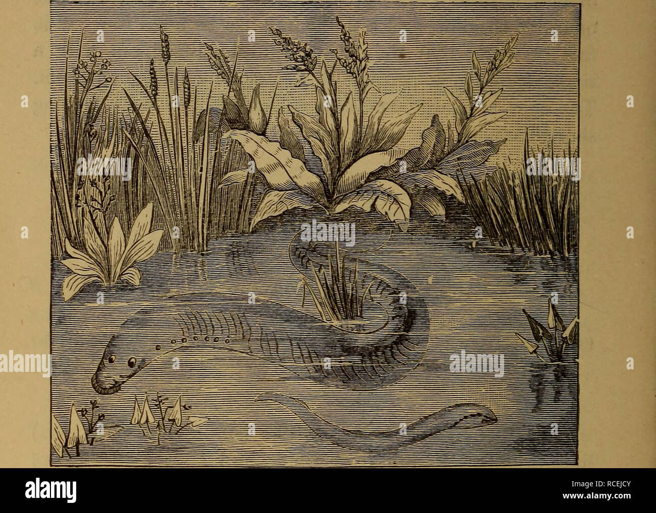 Full shark skeleton hi-res stock photography and images - Alamy