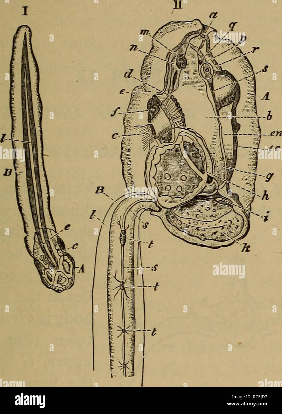 . Elements of zoölogy. Zoology. SEA-SQUIRTS. 149 Appendiculariae.—These ...