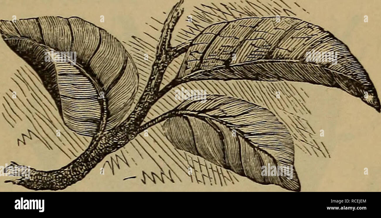 . Elements of zoölogy. Zoology. INSECTS. 131 Moths.—General ...