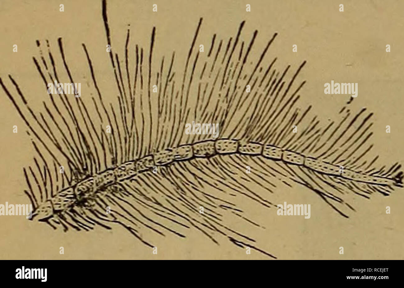 . Elements of zoölogy. Zoology. 130 CRABS AND INSECTS. deposited on the ...