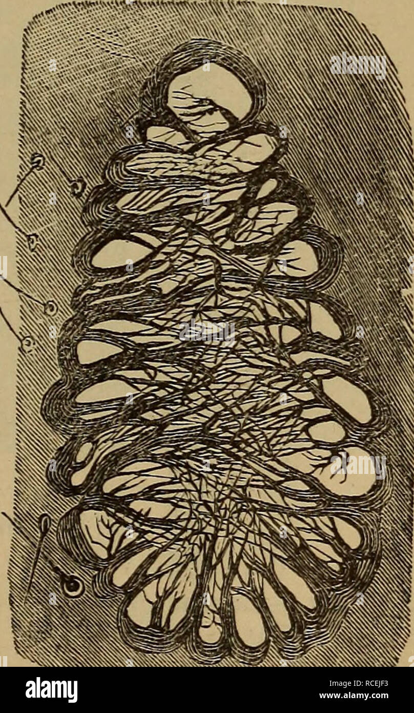 400 Times Magnified High Resolution Stock Photography and Images - Alamy