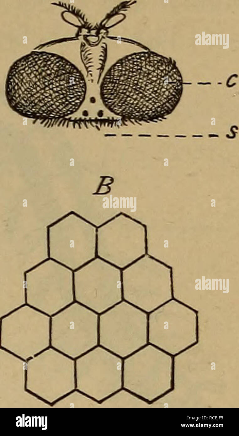 Magnified 800 Times High Resolution Stock Photography and Images - Alamy