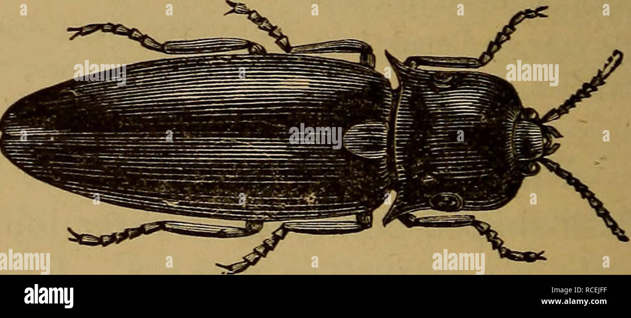 . Elements of zoölogy. Zoology. Fig. 152.—Aphis. nal female may be ...