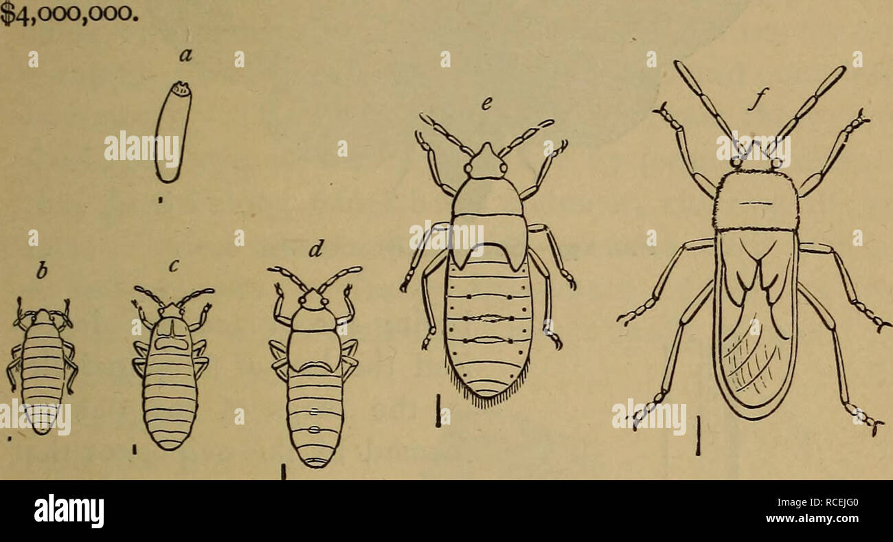 Water Boatman Life Cycle