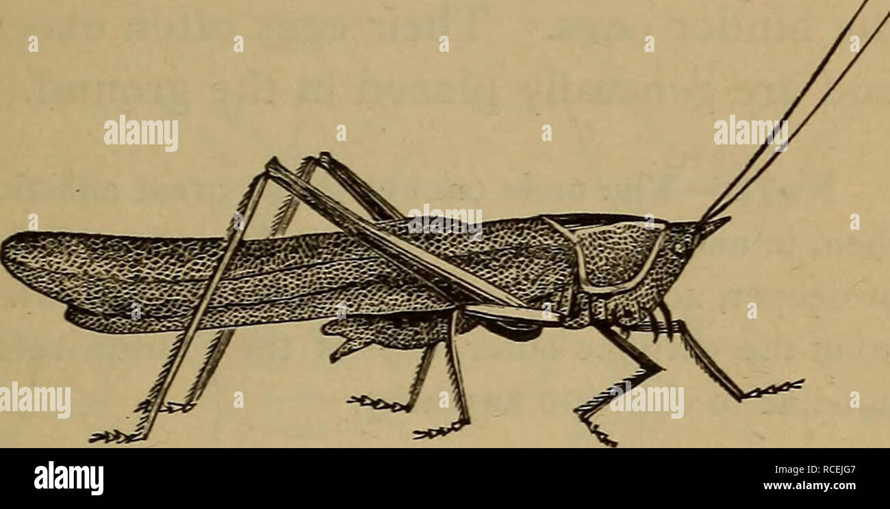. Elements of zoölogy. Zoology. INSECTS. Iig Locusts (Locustarid).—The ...