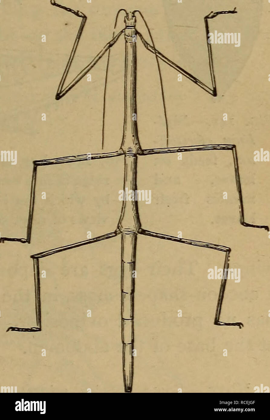 . Elements of zoölogy. Zoology. INSECTS. 117 Mantis (Man-tides).—These ...