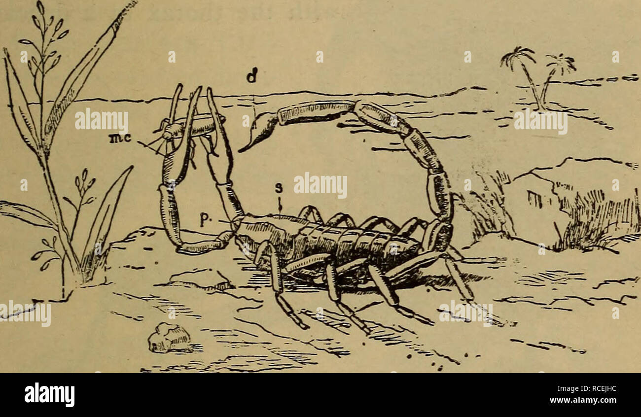. Elements of zoölogy. Zoology. INSECTS. 105 from the abdomen. Some are ...