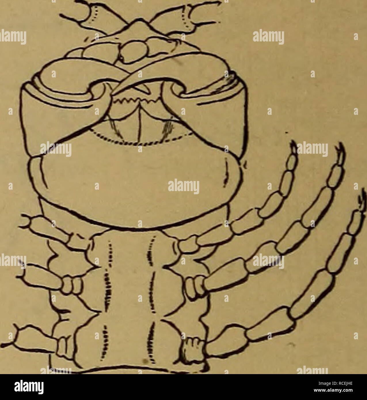 Head and fangs of centipede hi-res stock photography and images - Alamy