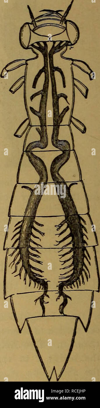 . Elements of zoölogy. Zoology. Fig. 114.—Insect showing the spiracles ...