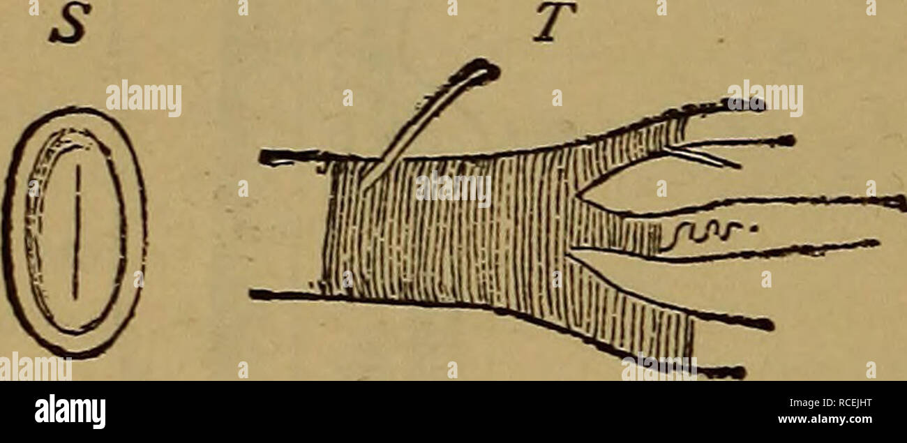 Insects in heart shape hi-res stock photography and images - Alamy