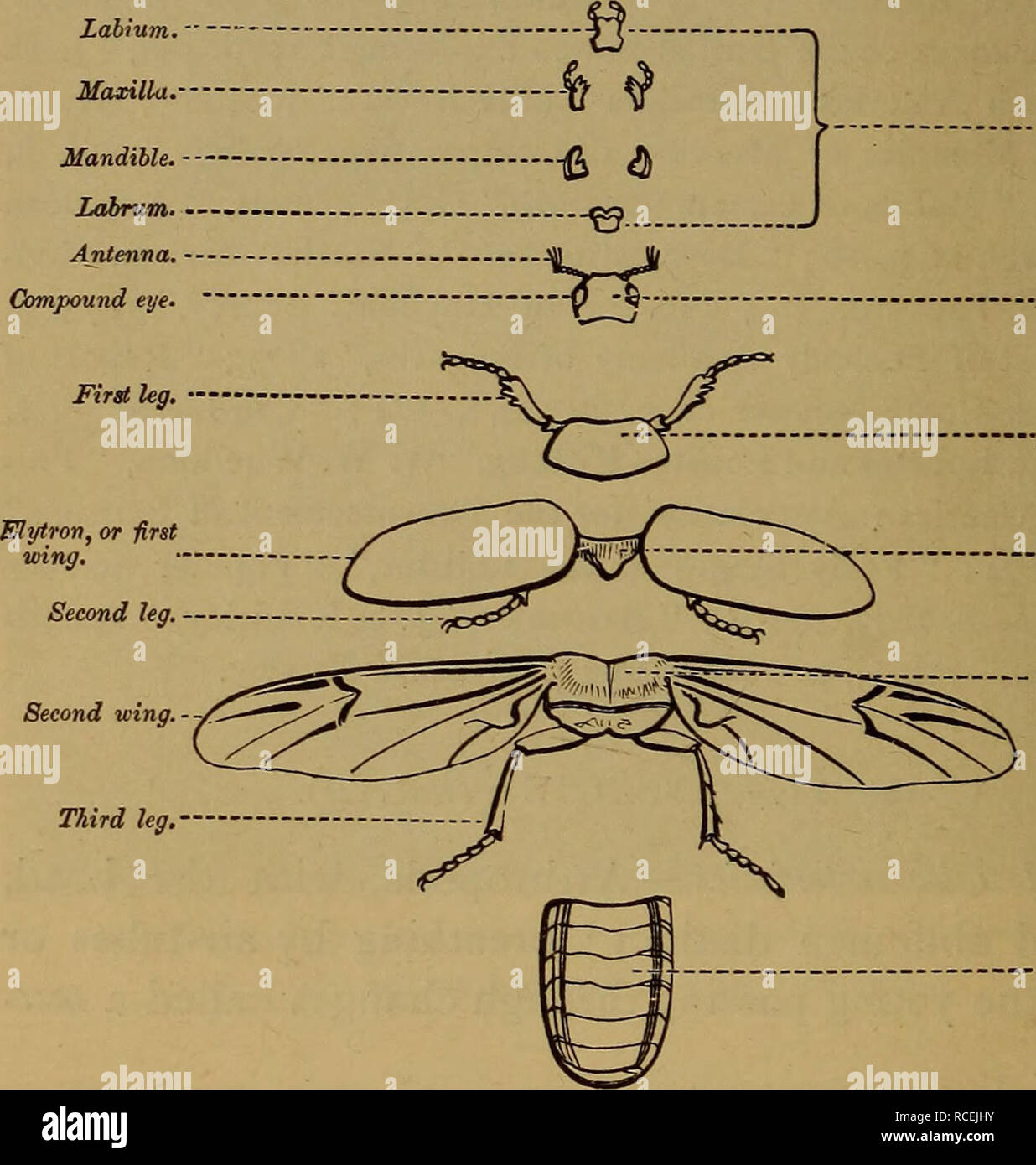 Chitinous elytra hi-res stock photography and images - Alamy