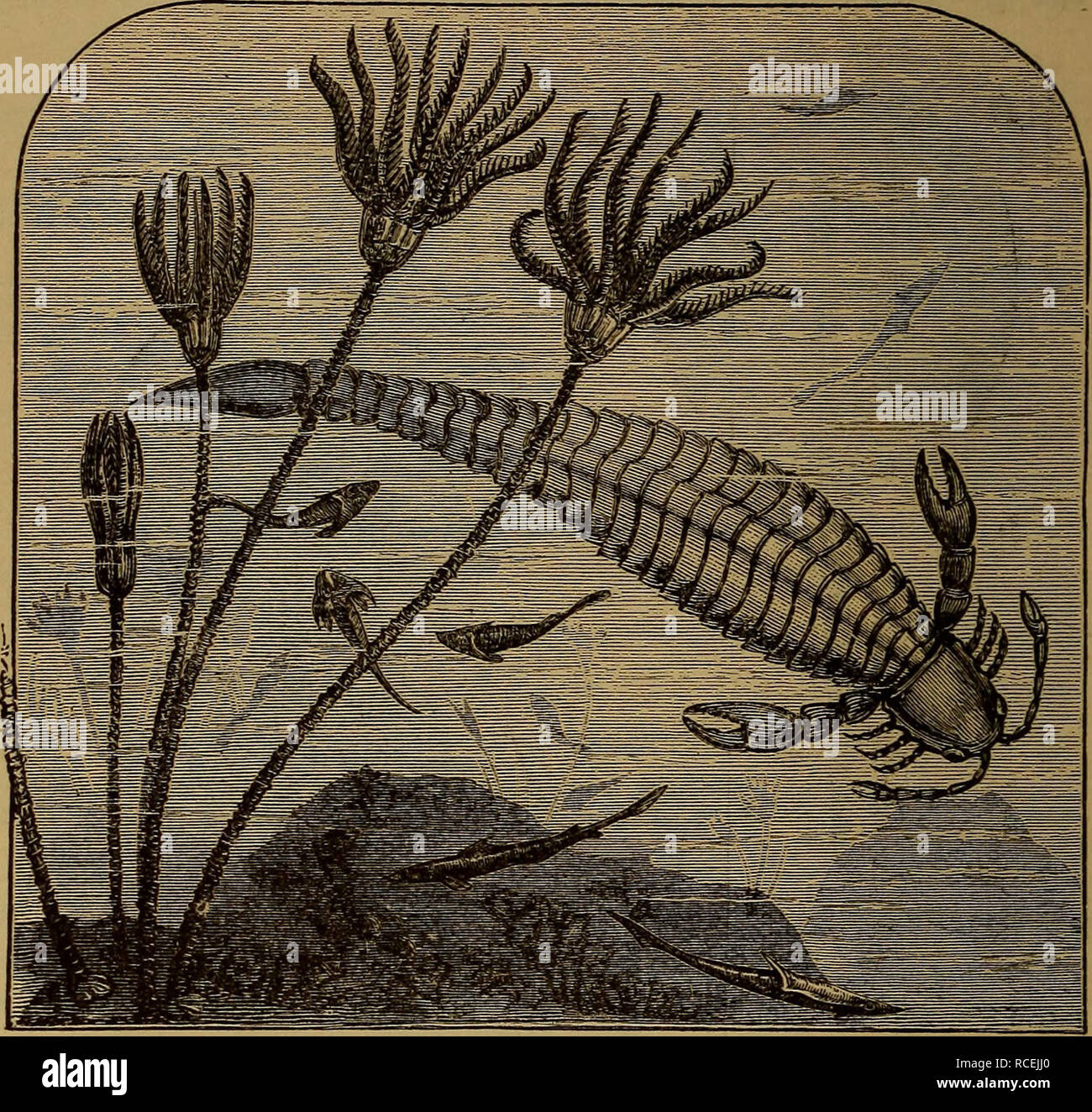 . Elements of zoölogy. Zoology. 96 CRABS AND INSECTS. from the stomach ...