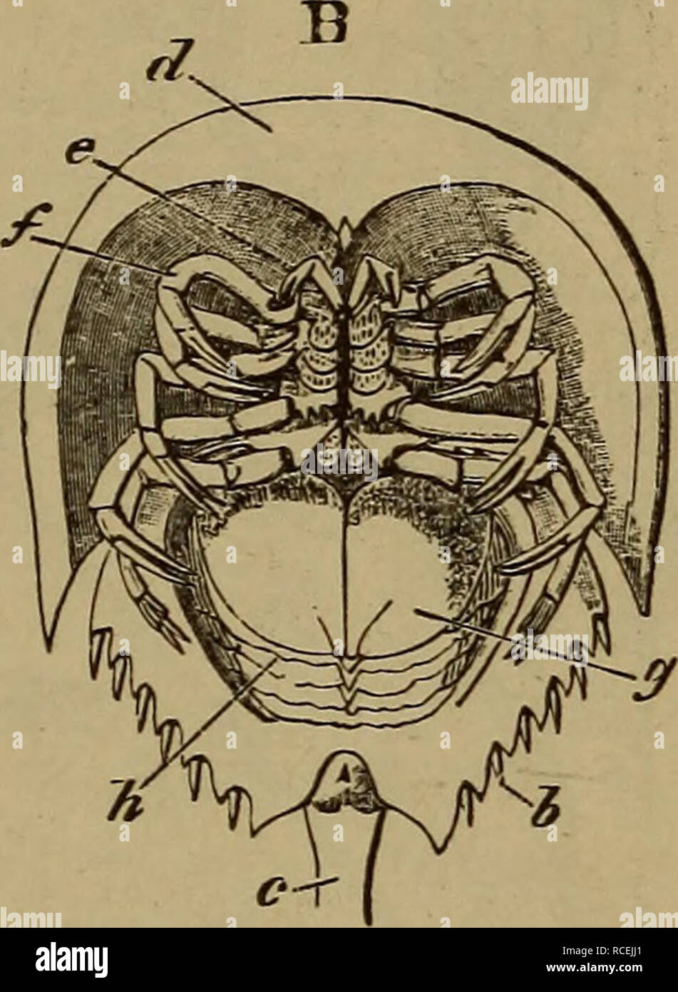 . Elements of zoölogy. Zoology. FlG. 108.—Horseshoe crab. A, Limulus Mo ...
