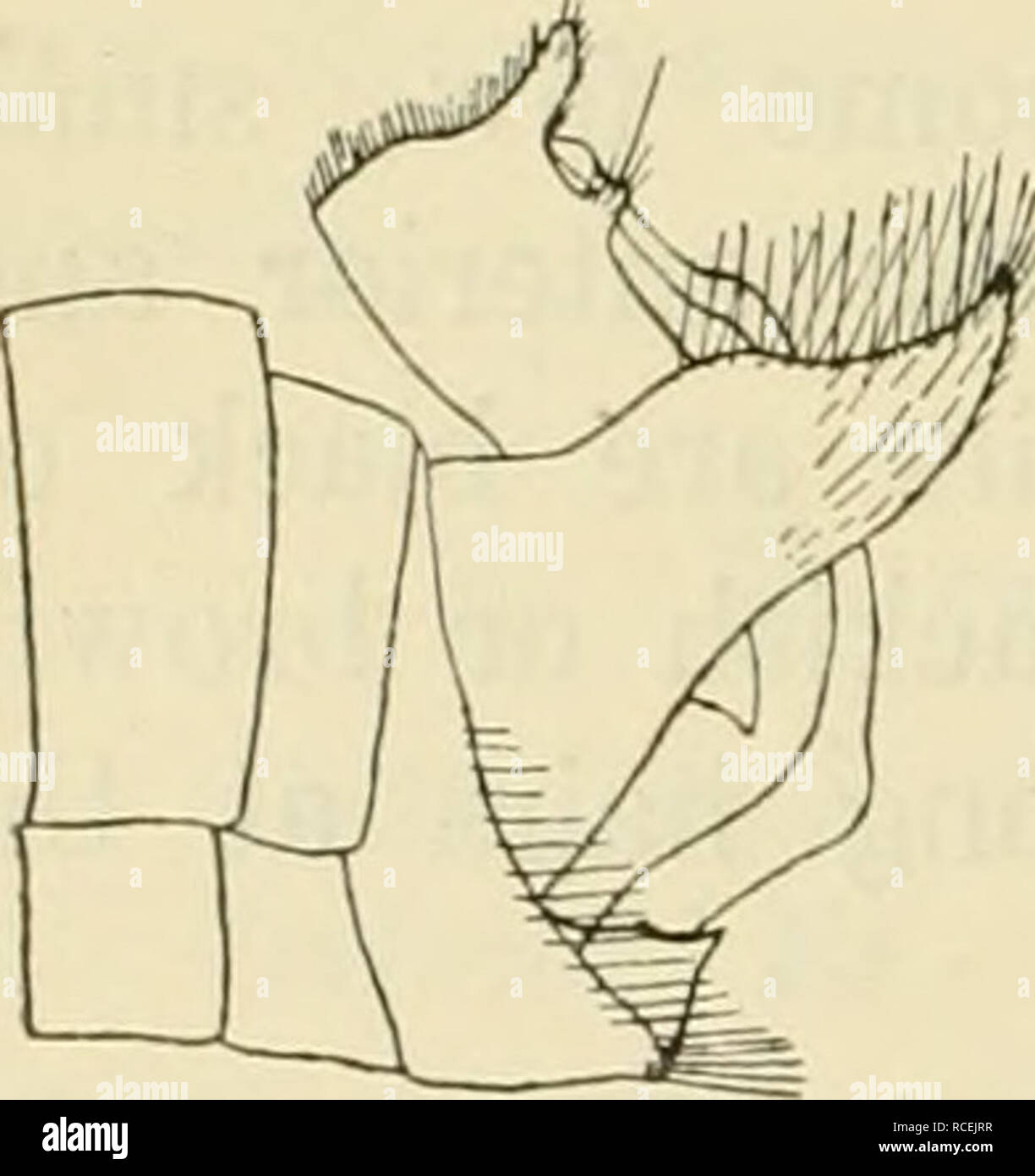 . Diptera danica : genera and species of flies hitherto found in ...