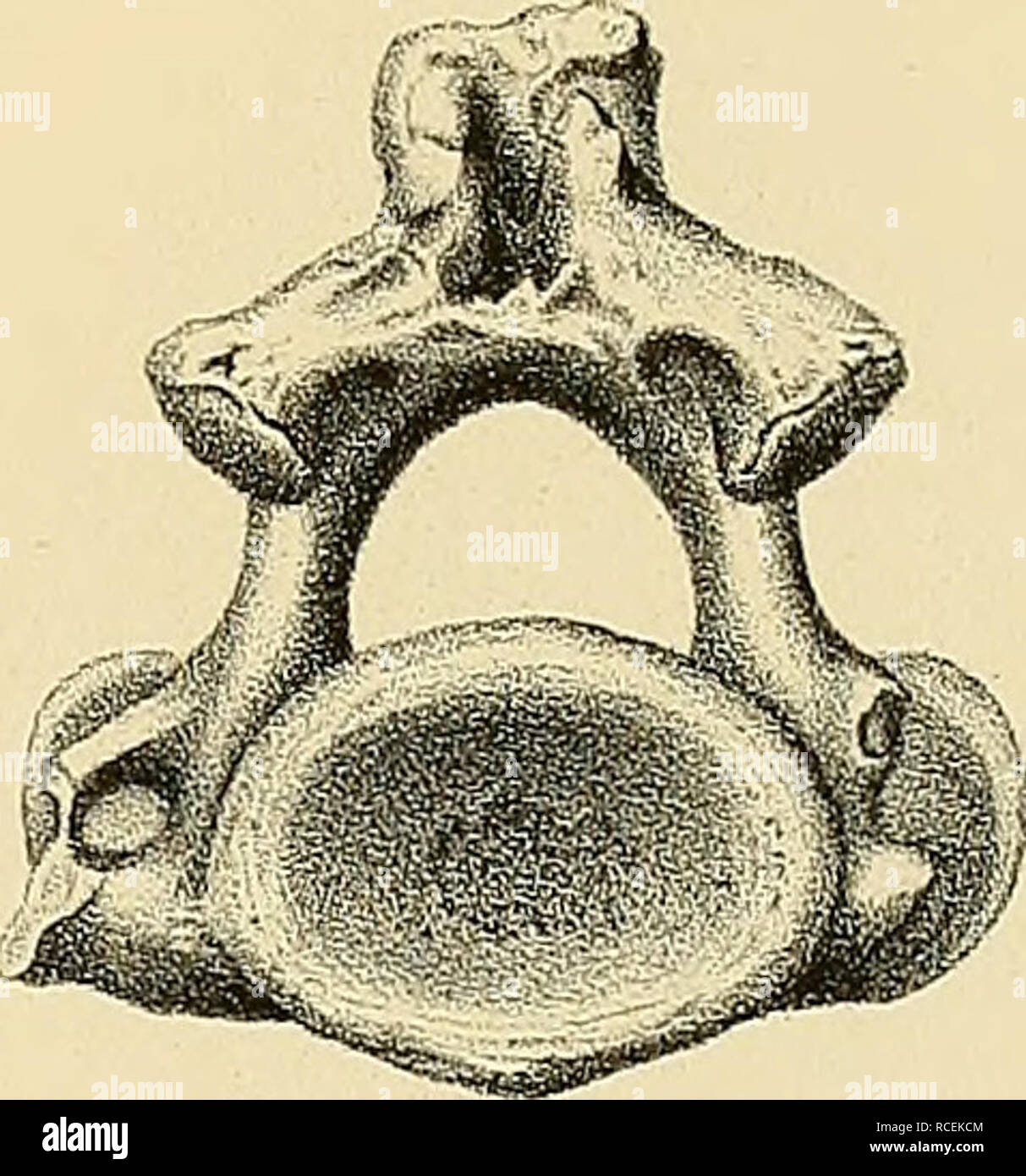 . Dinocerata : a monograph of an extinct order of gigantic mammals ...