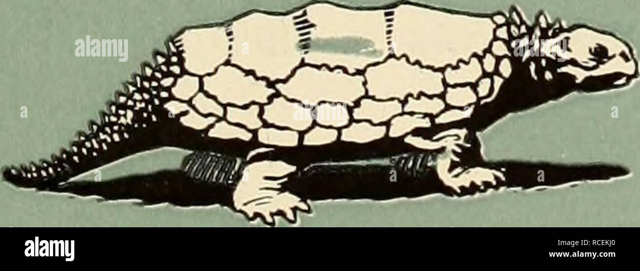 Descended from dinosaurs hi-res stock photography and images - Alamy