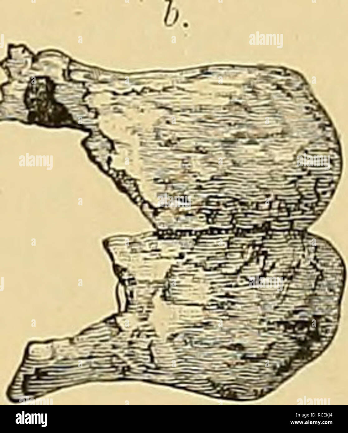 . Dinocerata : a monograph of an extinct order of gigantic mammals ...