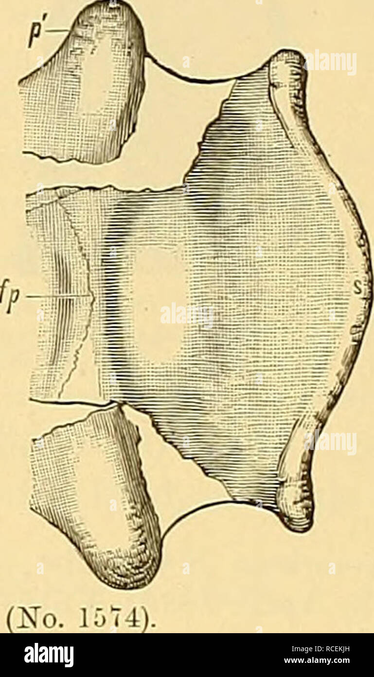. Dinocerata : a monograph of an extinct order of gigantic mammals ...