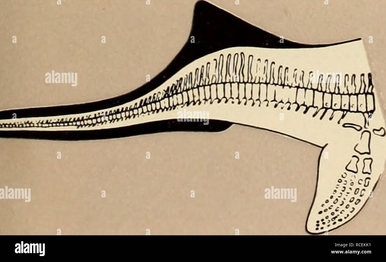 . The dinosaur book : the ruling reptiles and their relatives ...