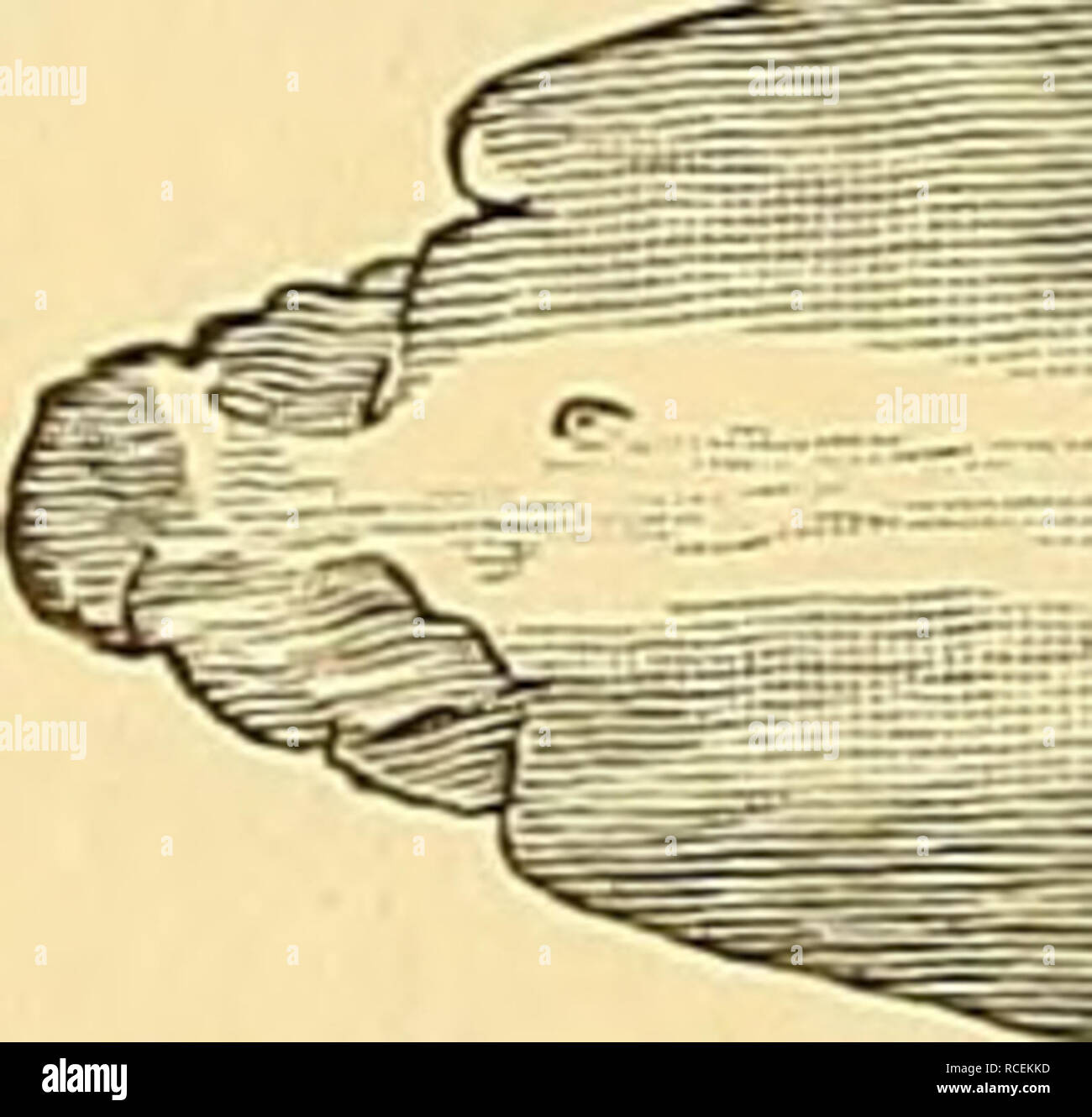 . Dinocerata : a monograph of an extinct order of gigantic mammals ...