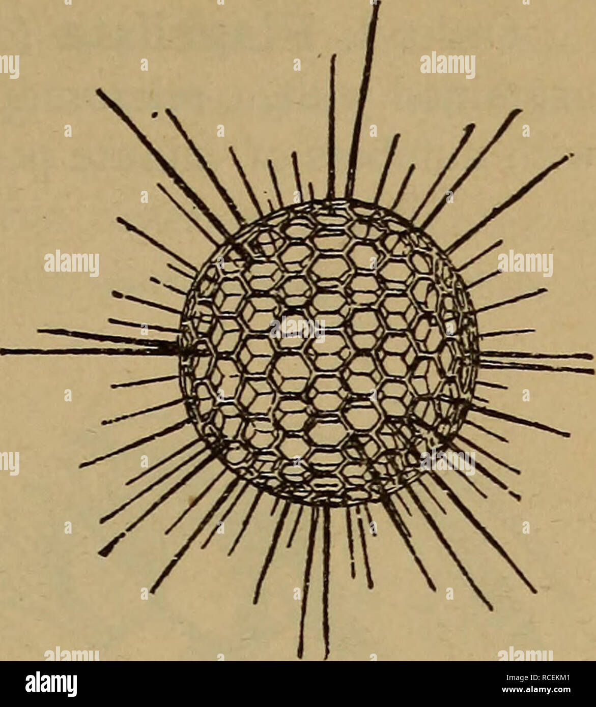 . Elements of zoölogy. Zoology. GREGARINIDA.—INFUSORIA.. Fig. -Flint ...