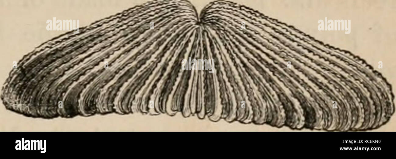 Dome shaped shells hi-res stock photography and images - Alamy