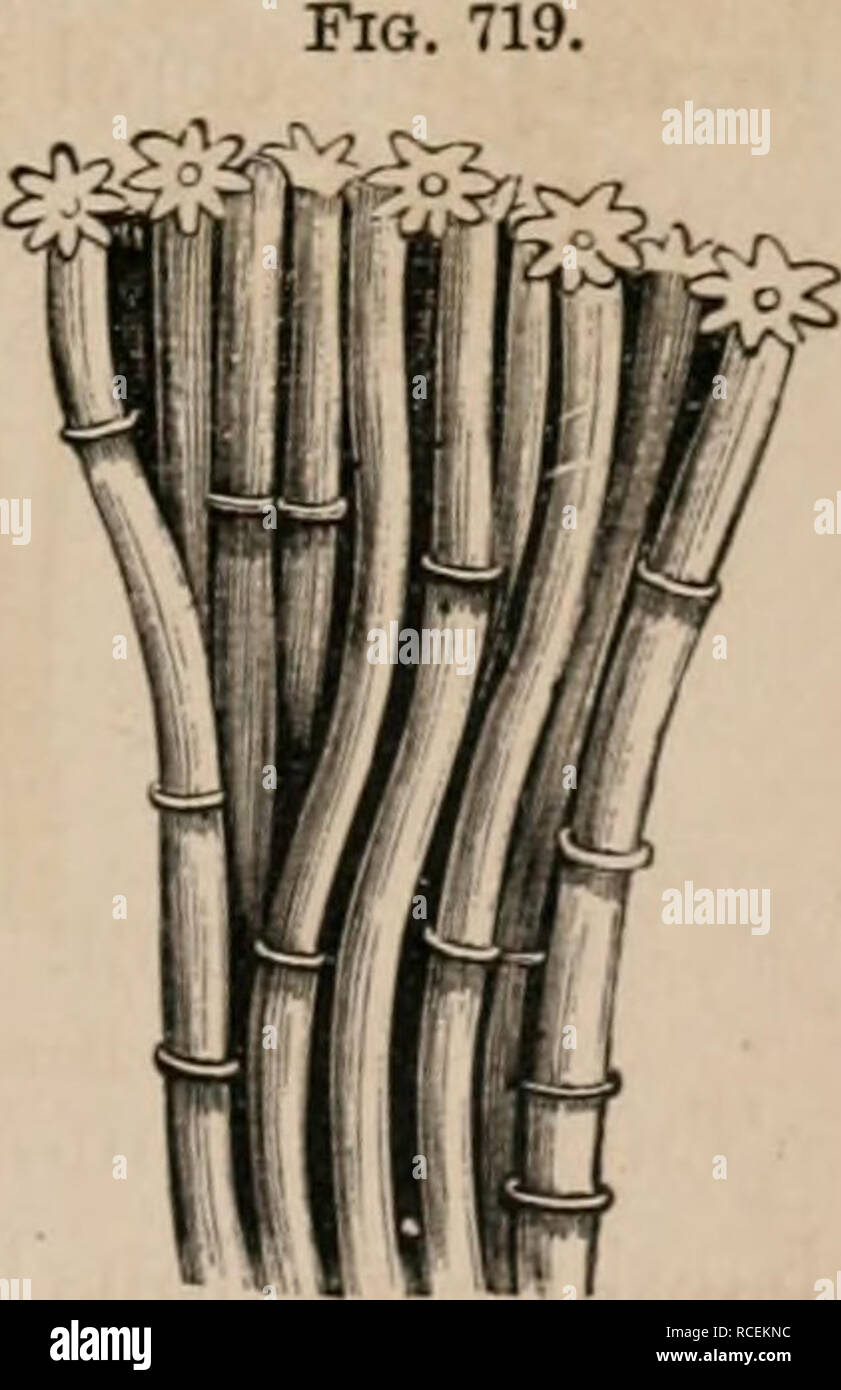 Tubipora High Resolution Stock Photography and Images - Alamy