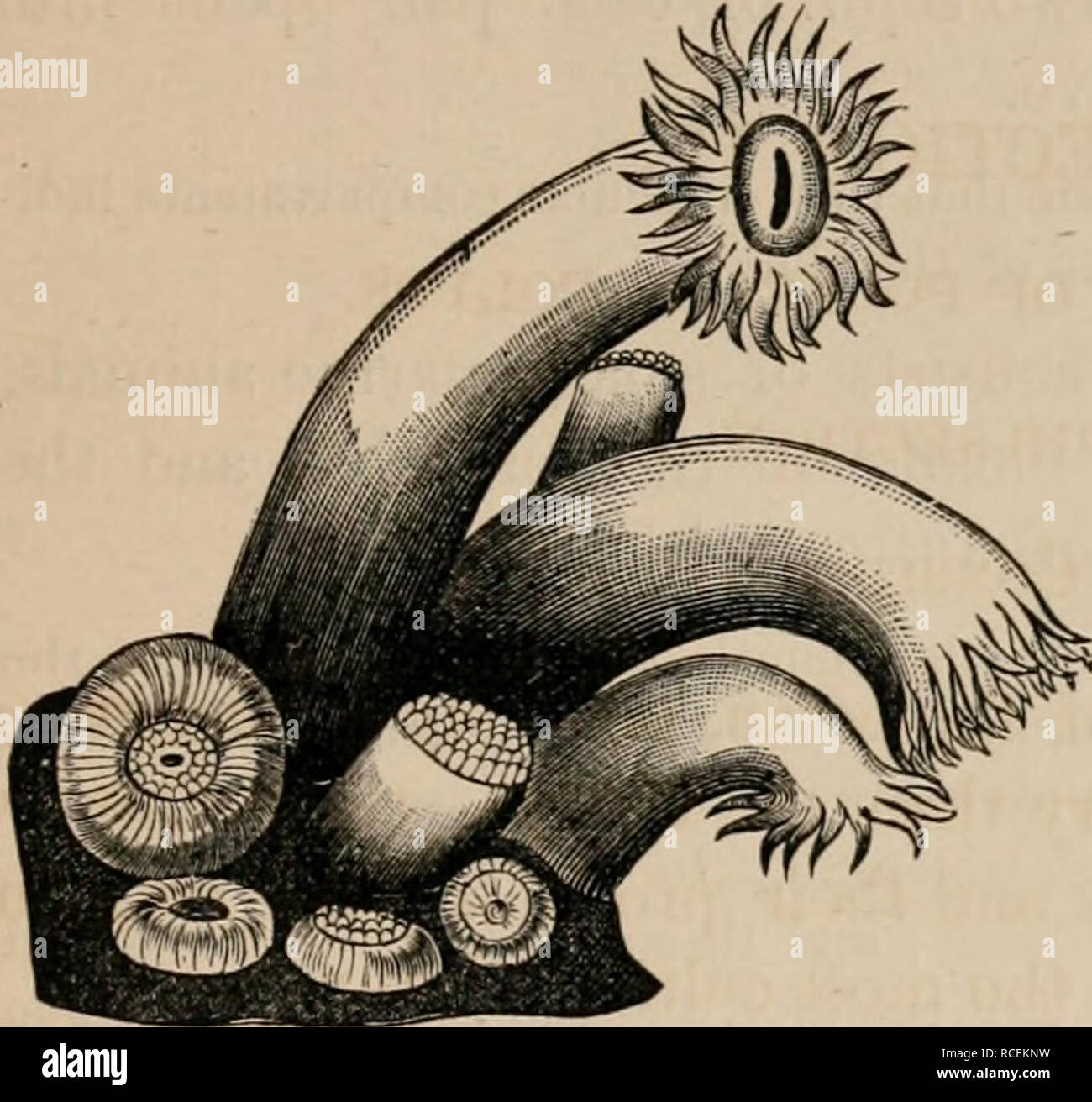 Stomach sack hi-res stock photography and images - Alamy