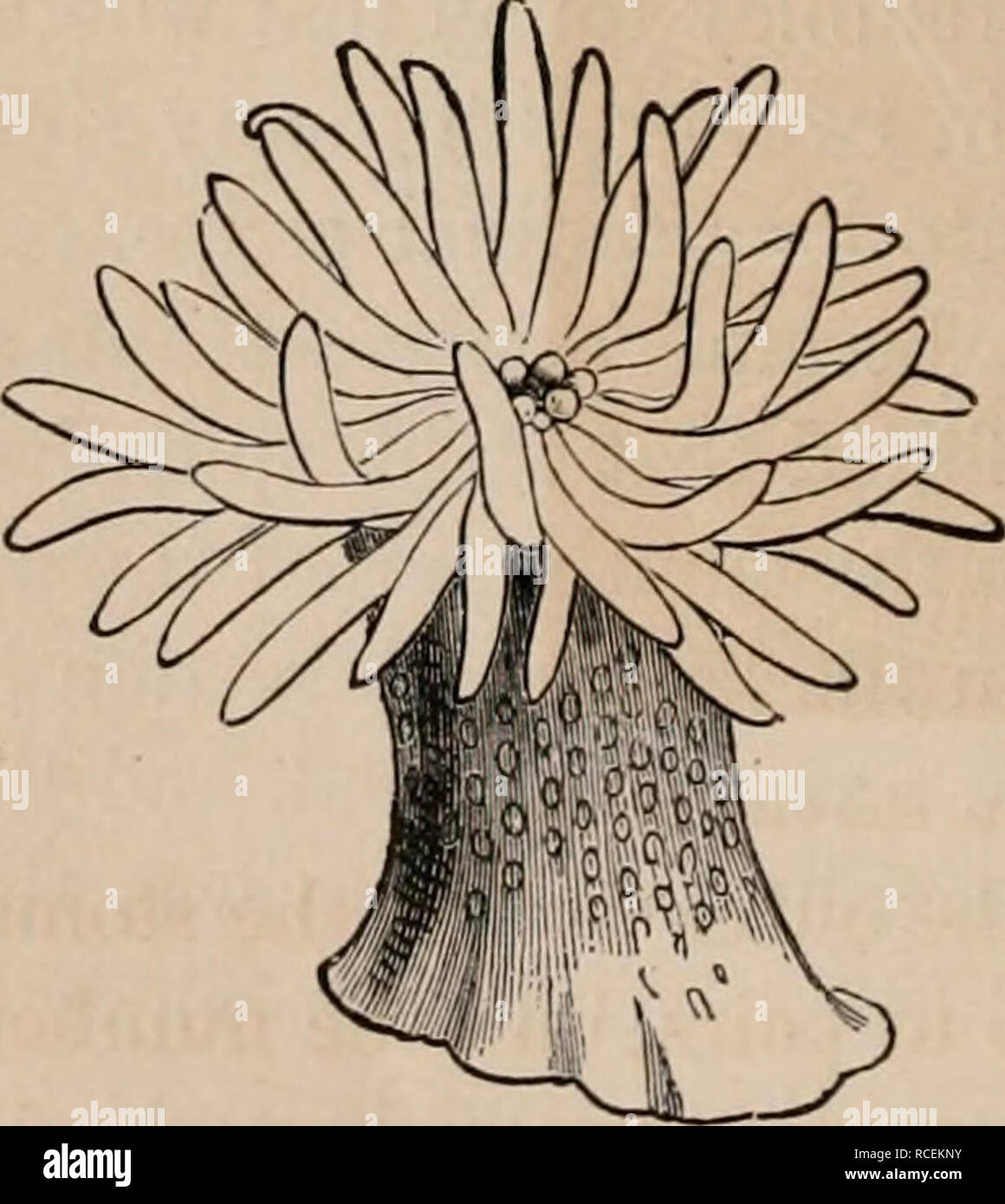 . Elements of zoölogy : a textbook. Zoology. 466 RADIATA: POLYPI. the}7 ...