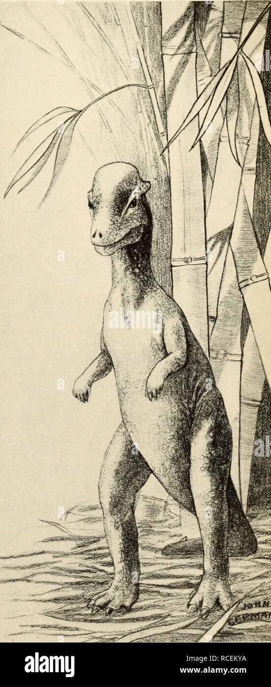 Nodosaurus fossil hi-res stock photography and images - Alamy