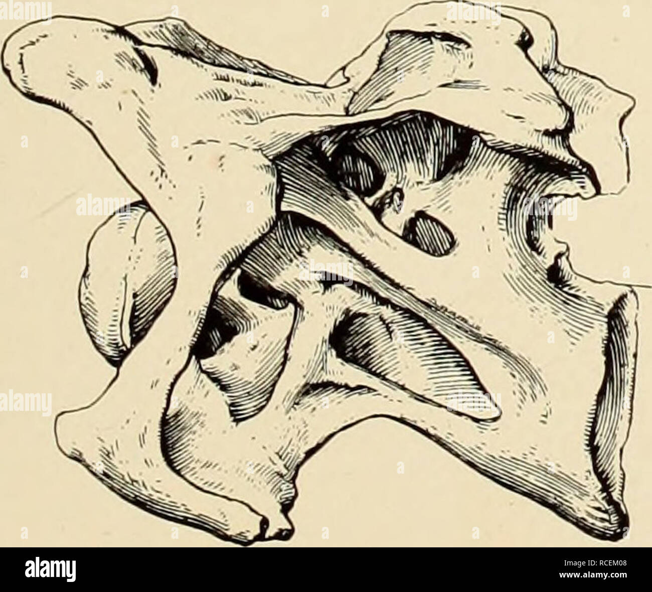 . The dinosaur book : the ruling reptiles and their relatives ...