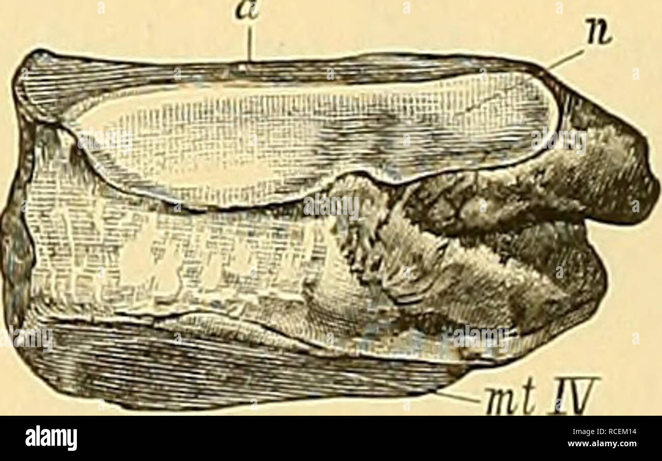 . Dinocerata : a monograph of an extinct order of gigantic mammals ...