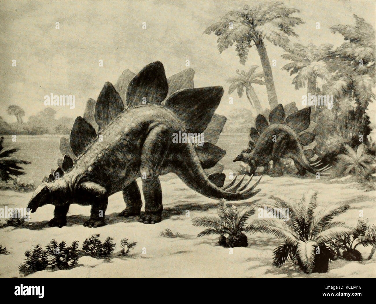 Ornithischian dinosaurs hi-res stock photography and images - Alamy