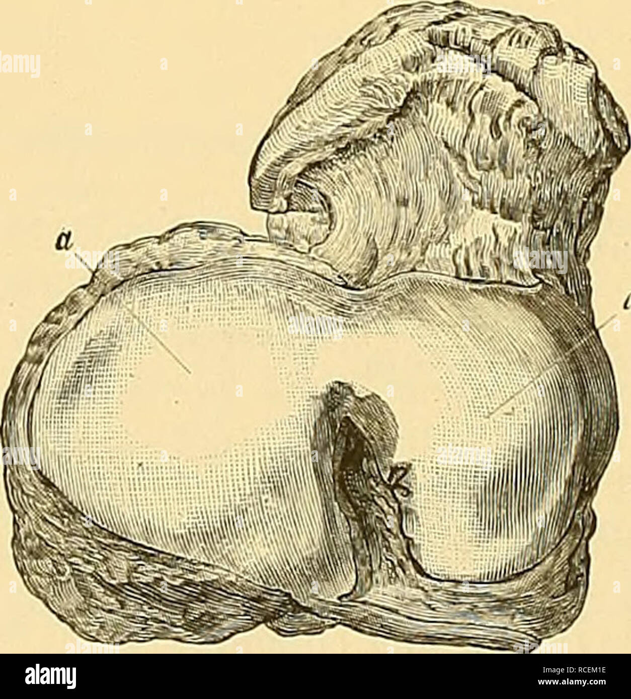 . Dinocerata : a monograph of an extinct order of gigantic mammals ...