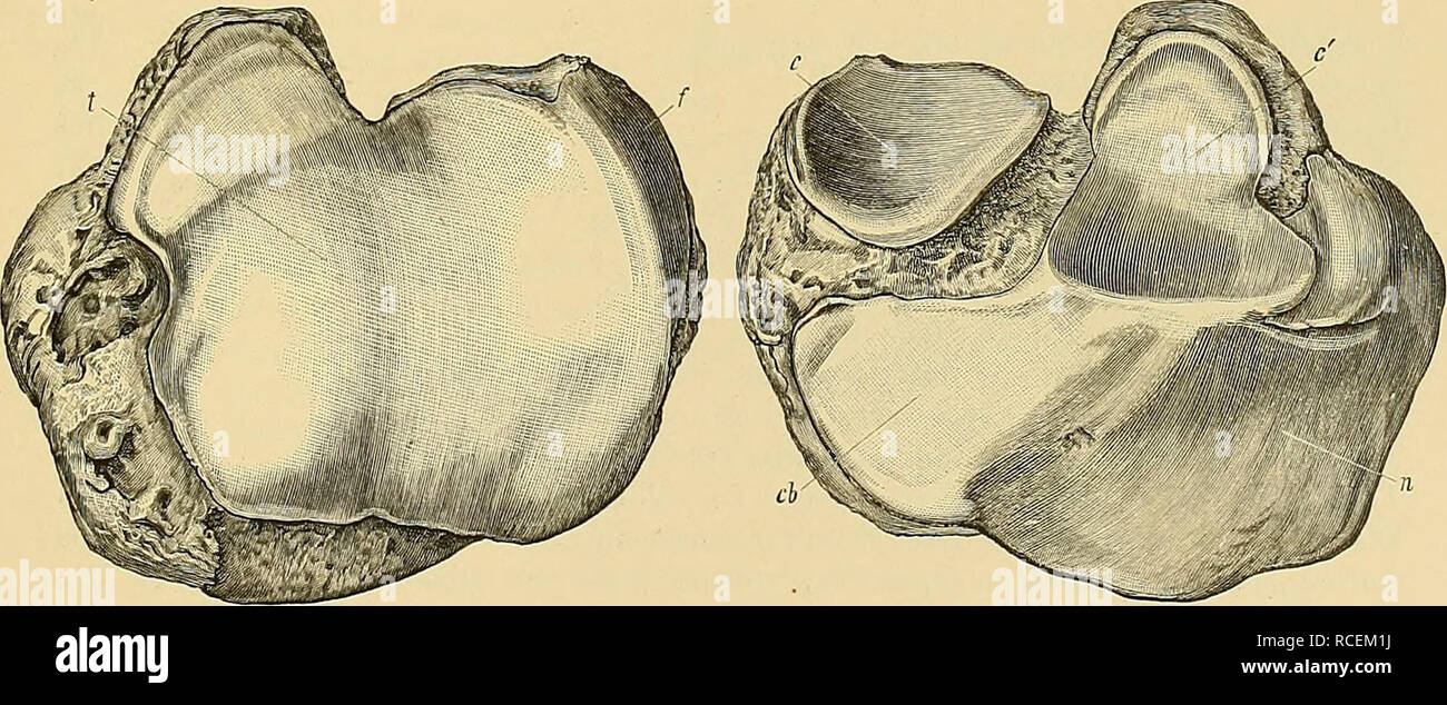 . Dinocerata : a monograph of an extinct order of gigantic mammals ...