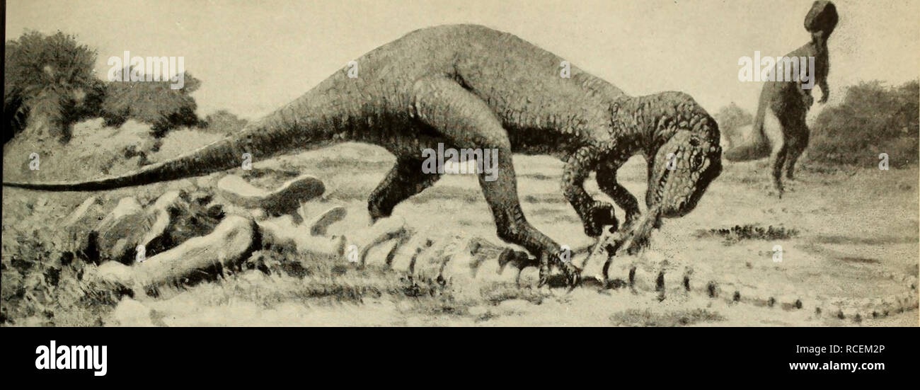Preyed on large herbivorous dinosaurs hi-res stock photography and ...