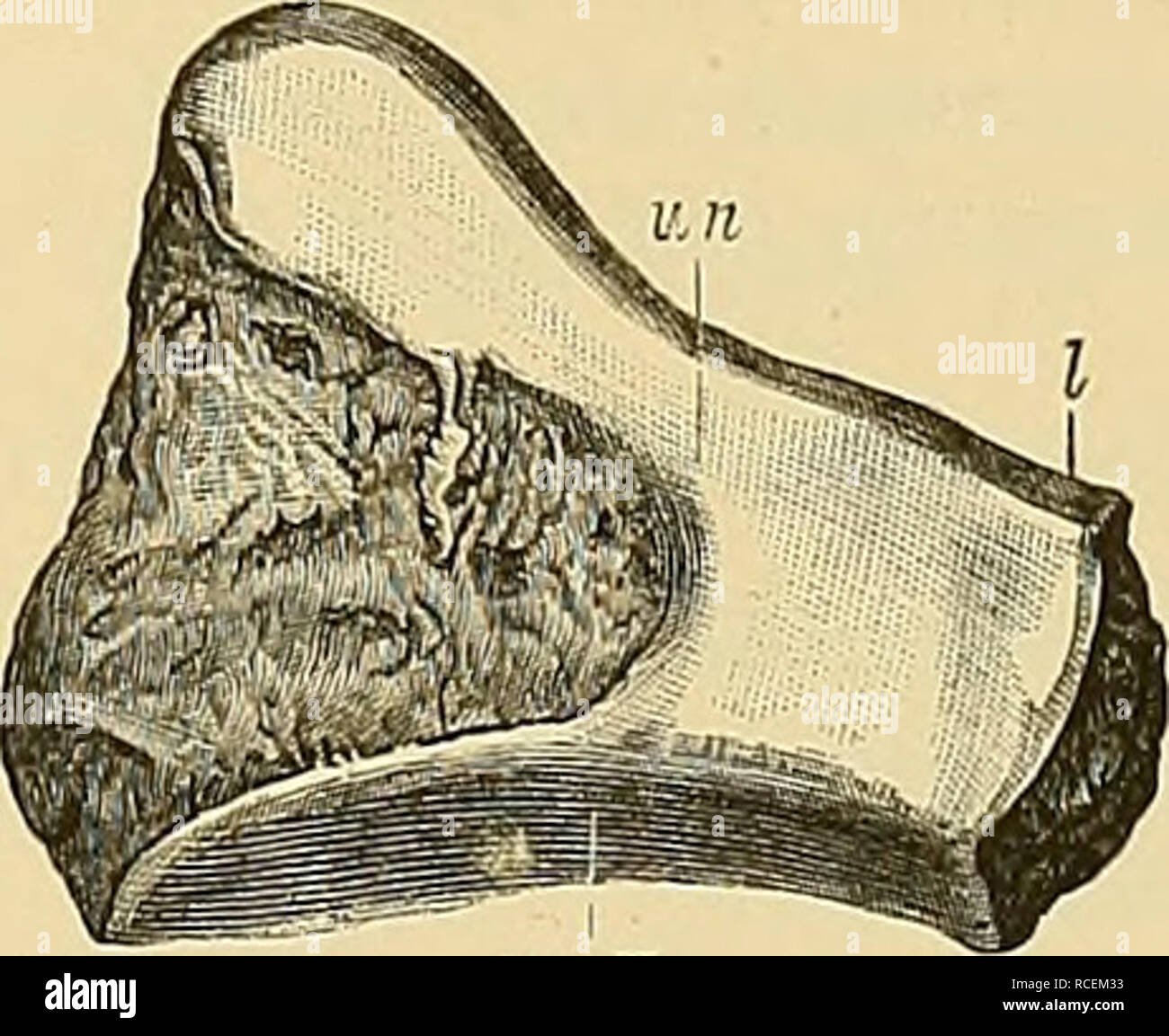 . Dinocerata : a monograph of an extinct order of gigantic mammals ...
