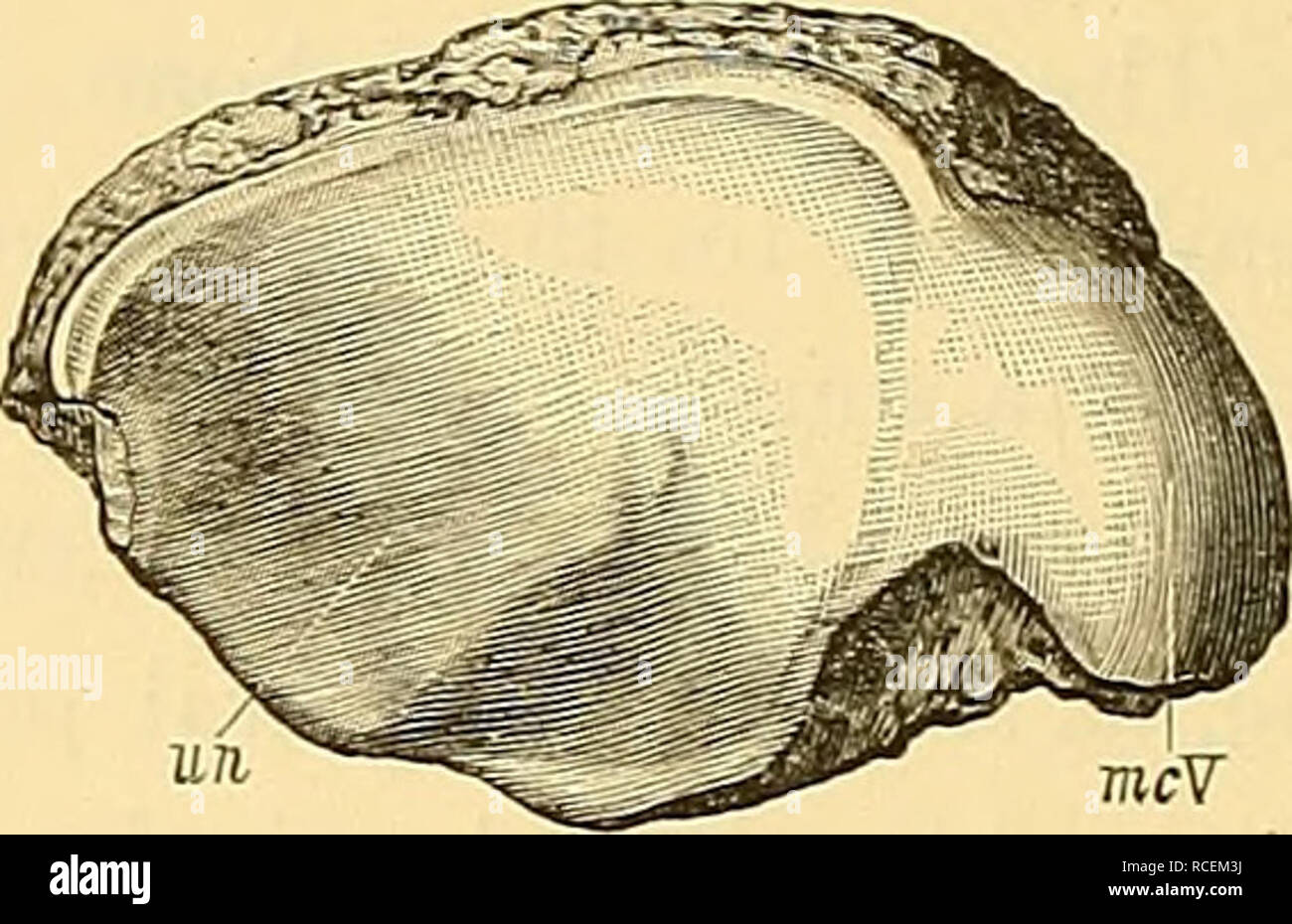 . Dinocerata : a monograph of an extinct order of gigantic mammals ...